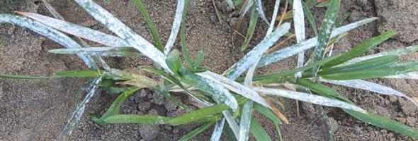 Teeltbericht no. 5 - 2022